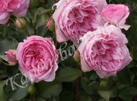 ROSERAIE DU CHATELET | ПИТОМНИК РОЗ